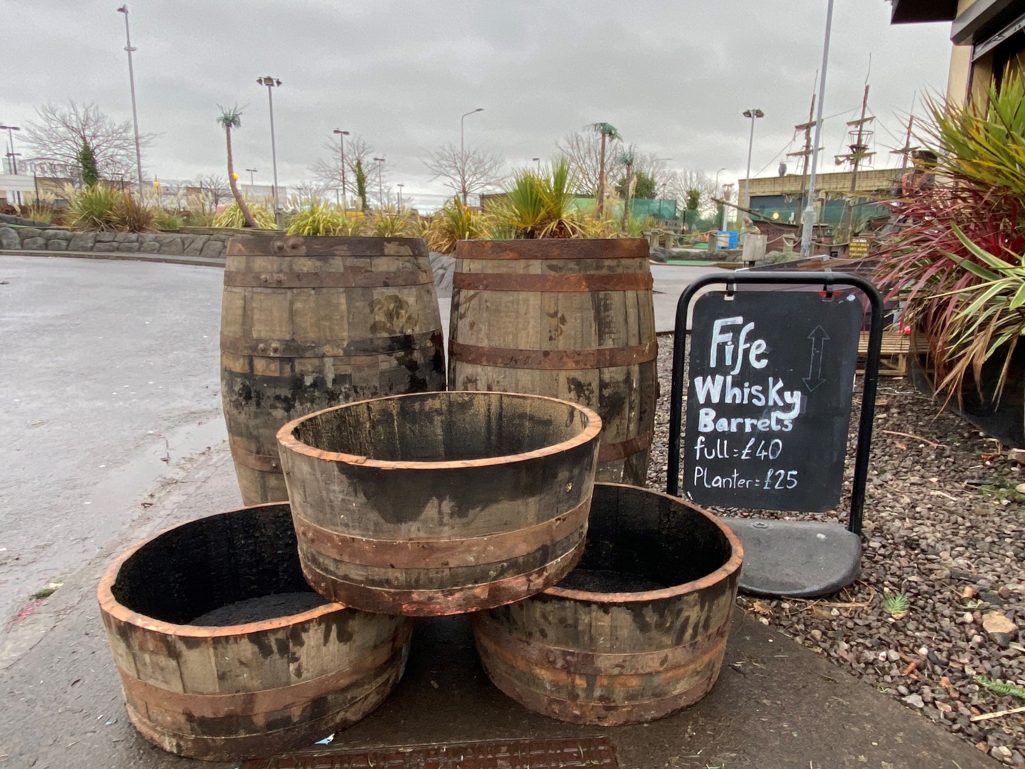 Christmas Trees for Sale in Fife | Fife Christmas Trees